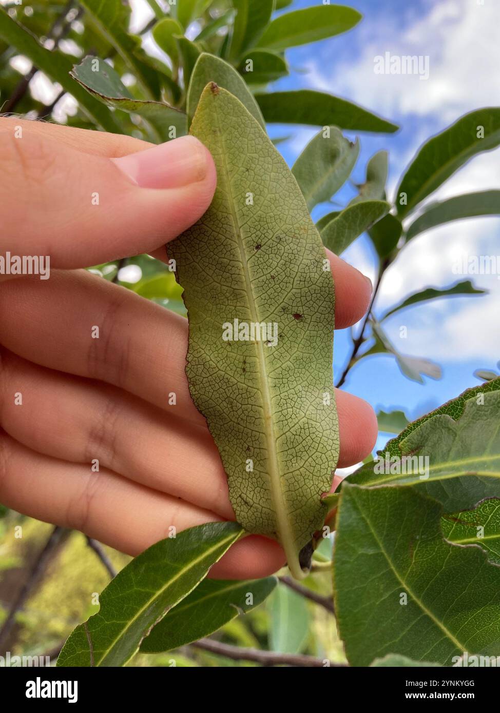 Pittosporum colensoi hi-res stock photography and images - Alamy