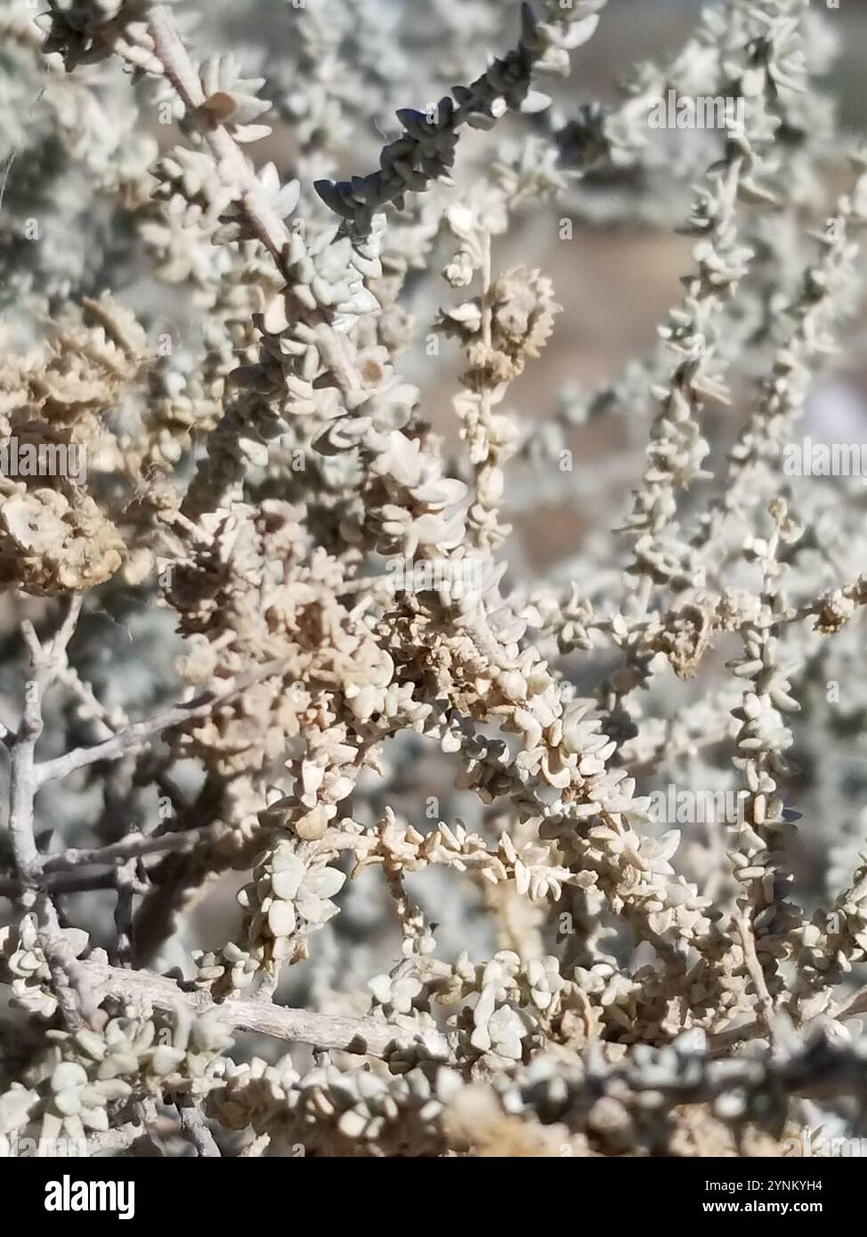 Saltbush cattle hi-res stock photography and images - Alamy