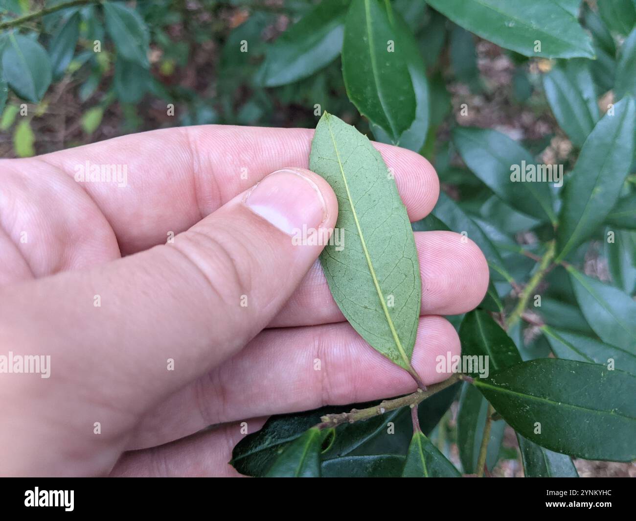dahoon holly (Ilex cassine Stock Photo - Alamy
