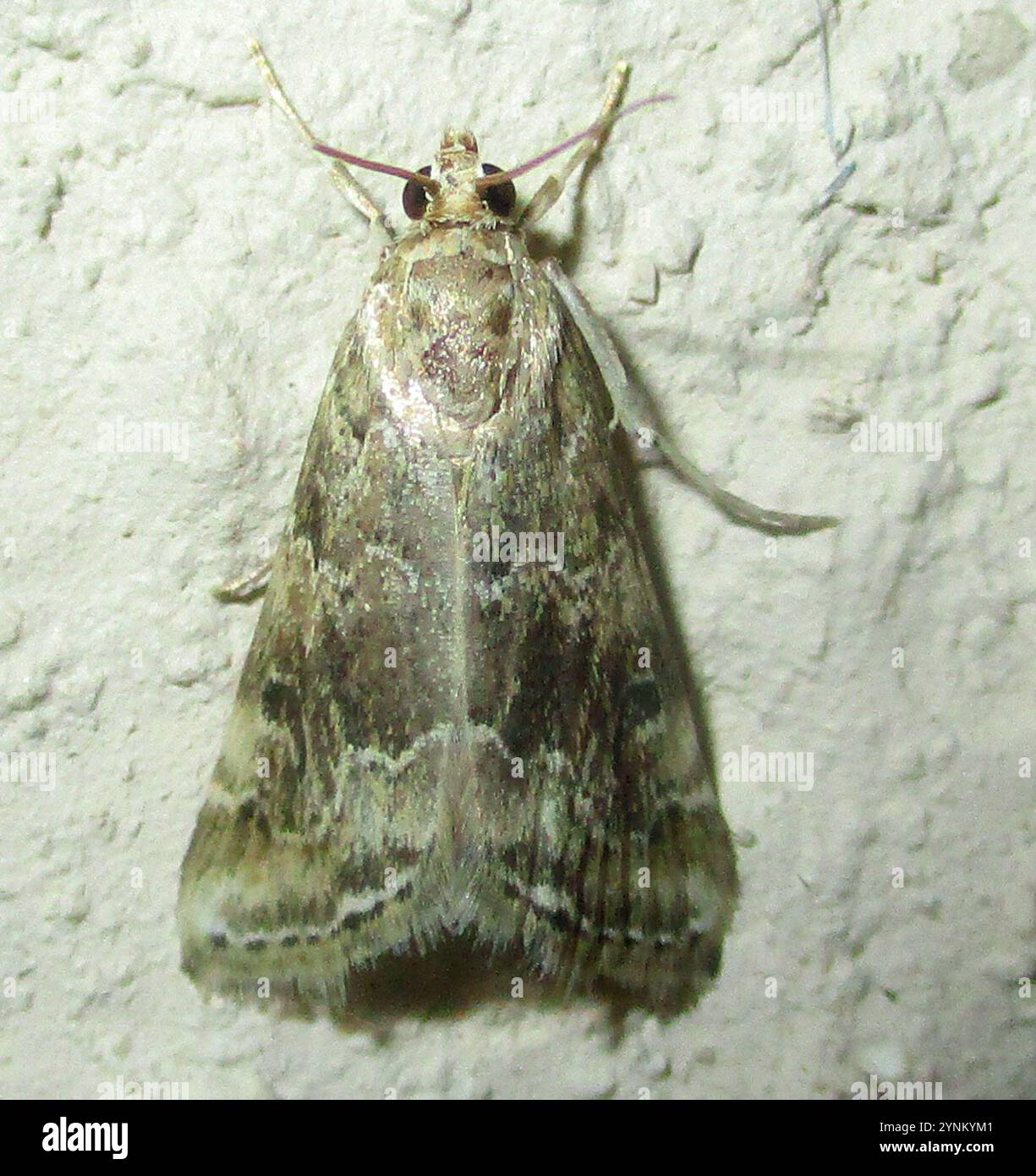 Hellula undalis hi-res stock photography and images - Alamy