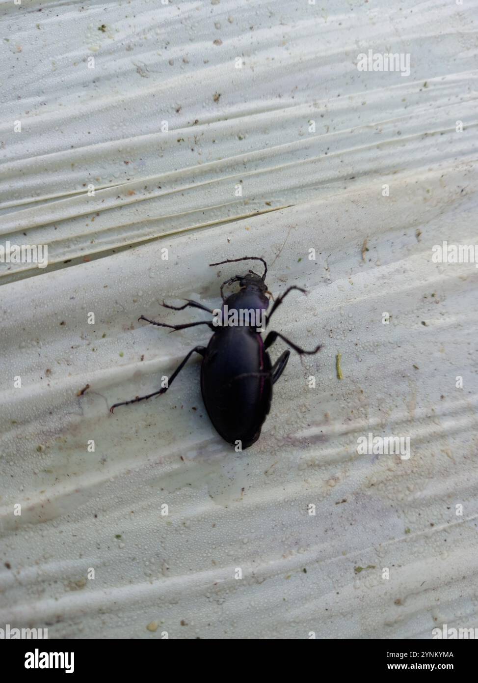 Violet ground beetle (Carabus violaceus Stock Photo - Alamy