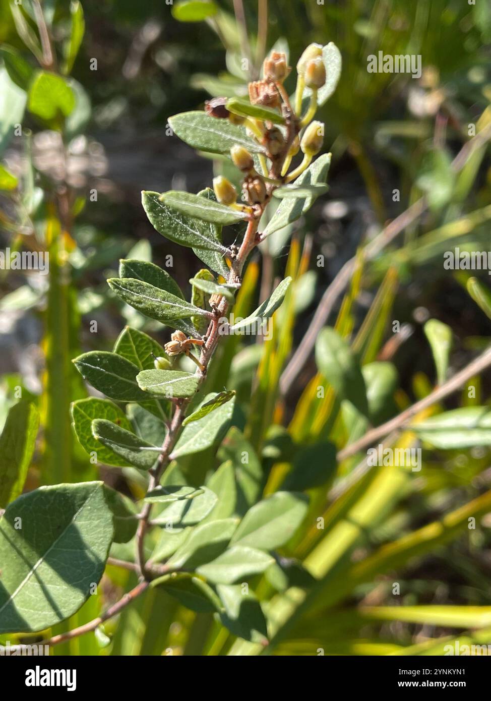 coastal plain staggerbush (Lyonia fruticosa Stock Photo - Alamy