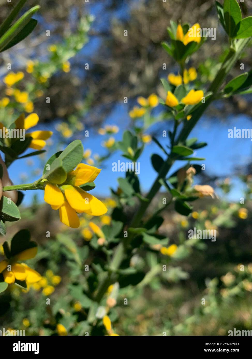 French broom (Genista monspessulana Stock Photo - Alamy