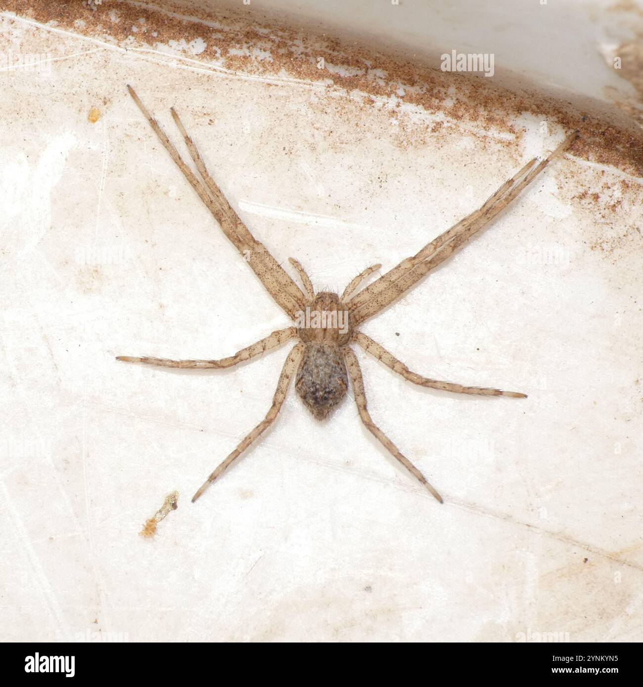 Running Crab Spiders (Philodromidae Stock Photo - Alamy