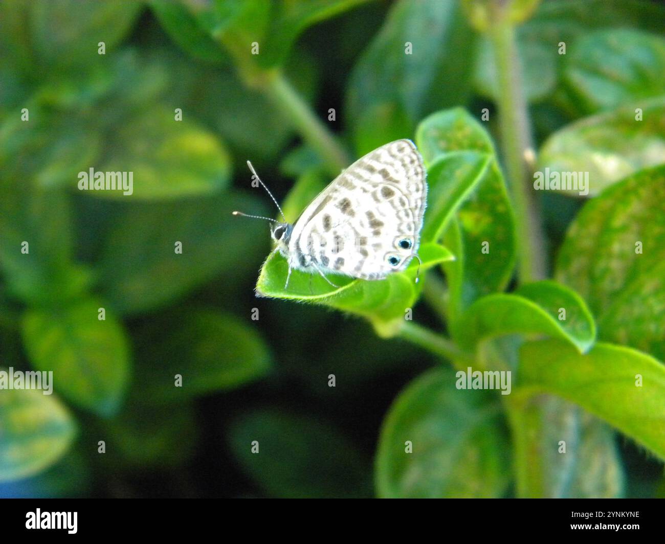 Common Blue Complex (Leptotes pirithous Stock Photo - Alamy