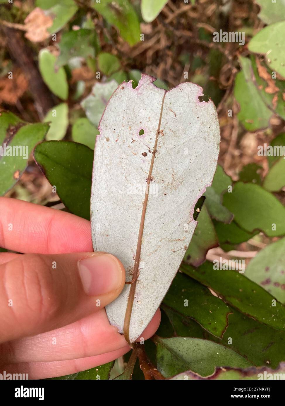 Mountain Horopito (Pseudowintera colorata Stock Photo - Alamy