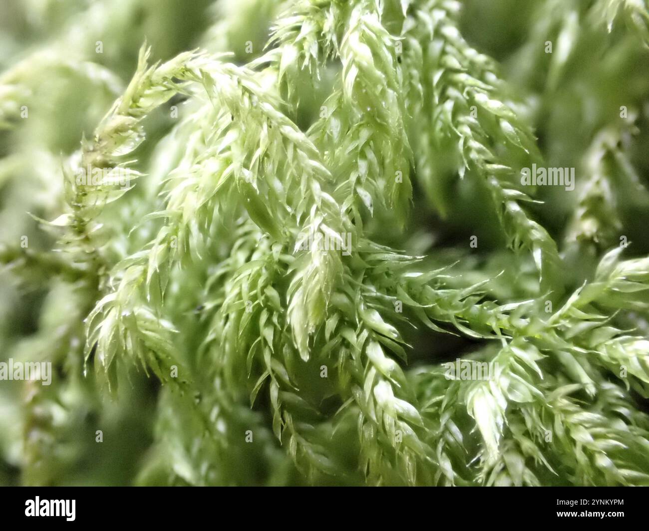 Mouse-tail Moss (Pseudisothecium myosuroides Stock Photo - Alamy