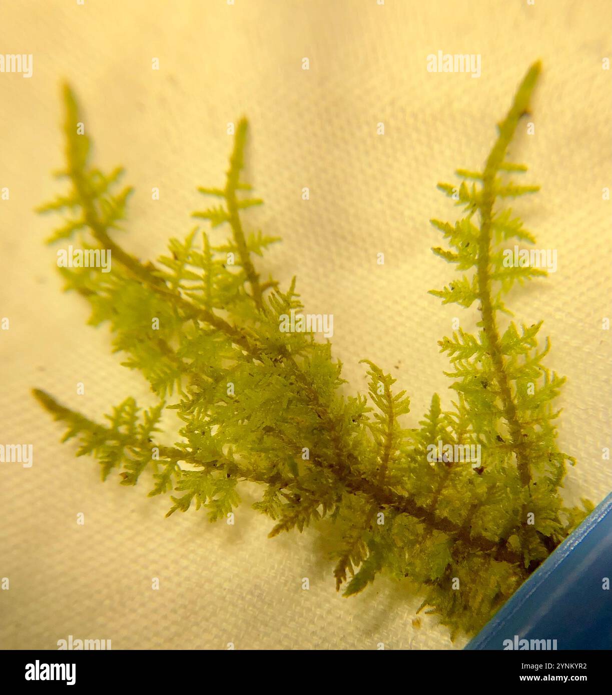delicate fern moss (Thuidium delicatulum Stock Photo - Alamy