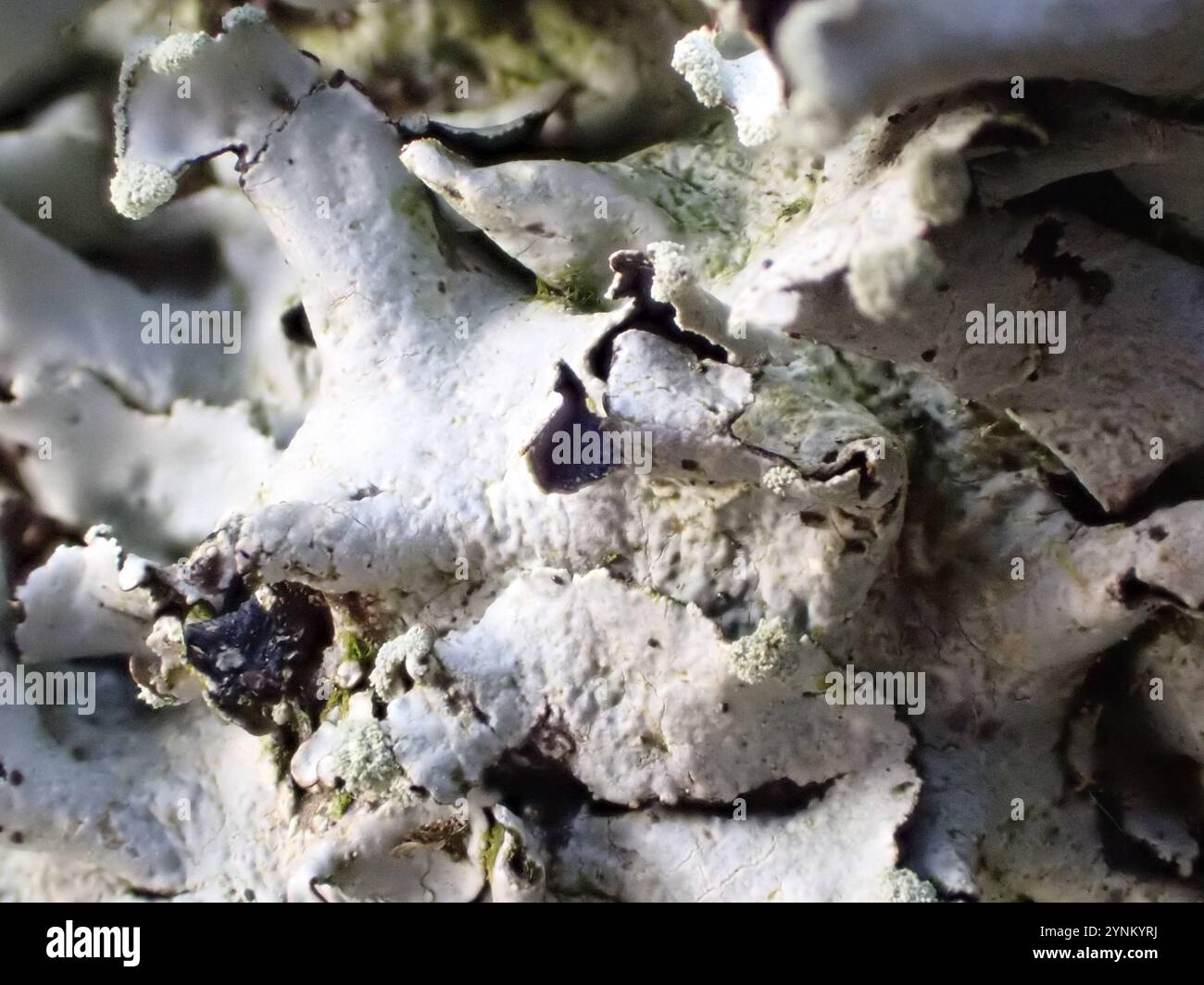 Black stone flower parmotrema hi-res stock photography and images - Alamy