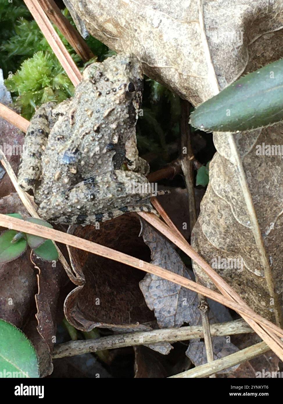 Northern Cricket Frog (Acris crepitans Stock Photo - Alamy