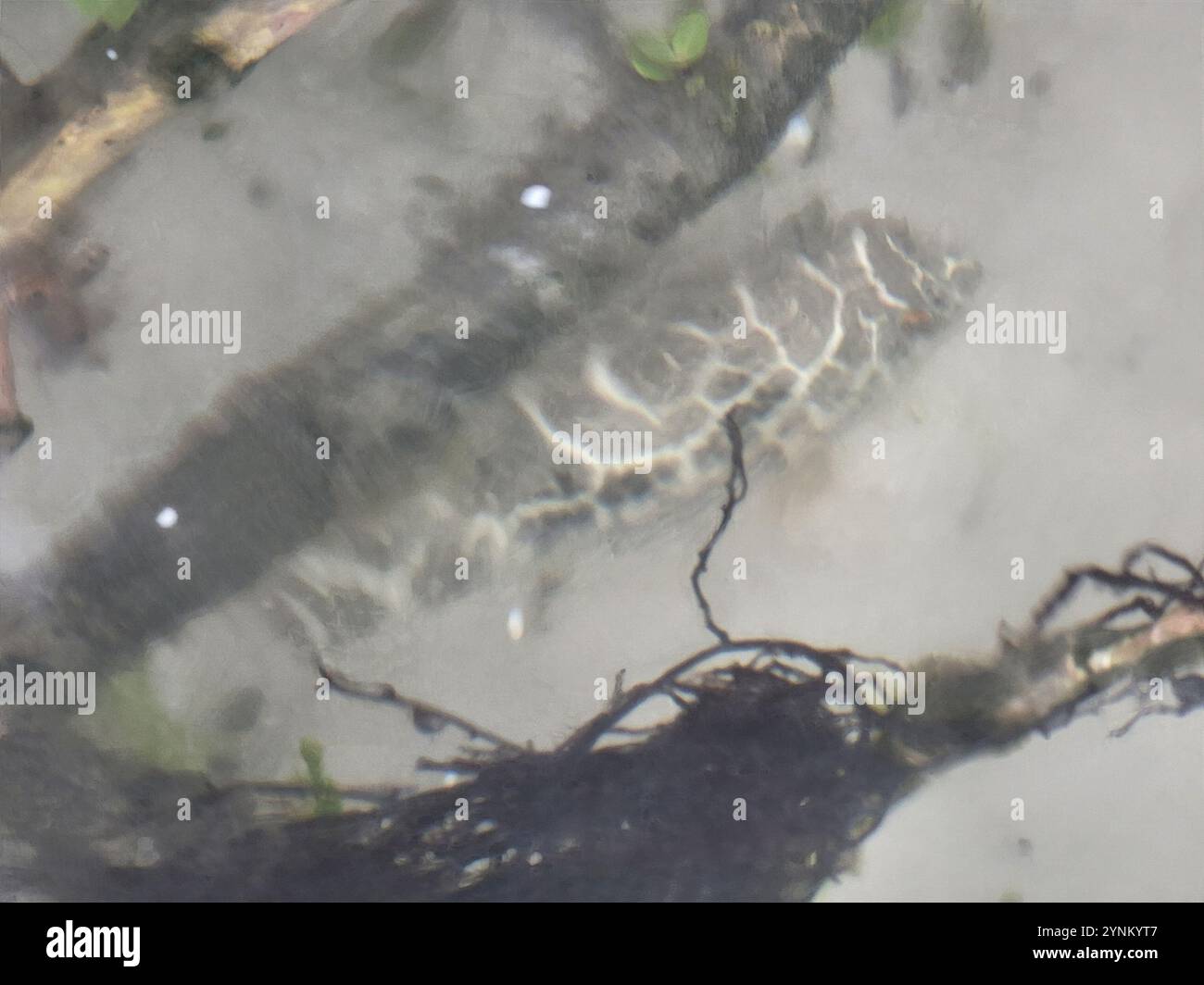Checkered Puffer (Sphoeroides testudineus Stock Photo - Alamy