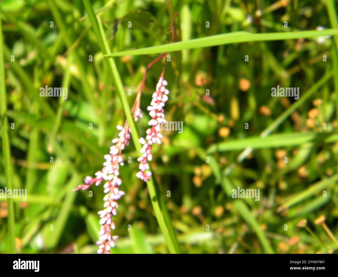 Slender knotweed hi-res stock photography and images - Alamy