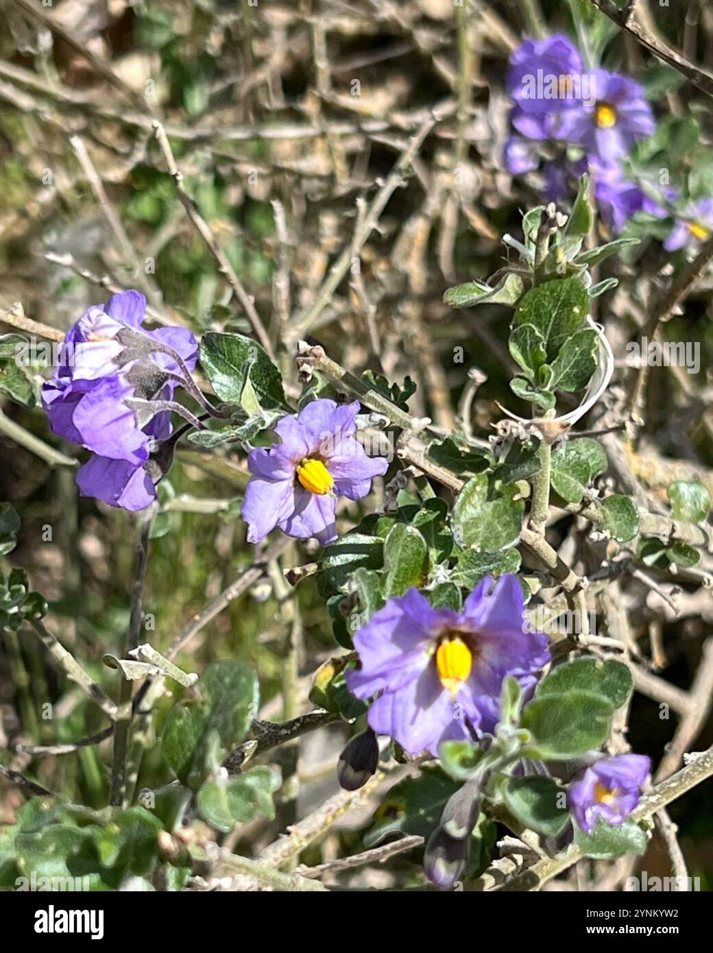 bluewitch nightshade (Solanum umbelliferum Stock Photo - Alamy