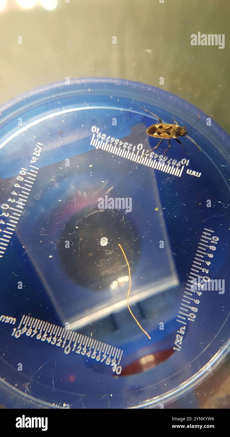 bright-spotted groundbug (Rhyparochromus vulgaris Stock Photo - Alamy