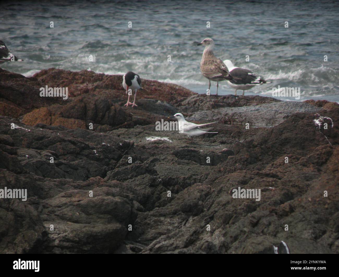 Snowy-crowned Tern (Sterna trudeaui Stock Photo - Alamy
