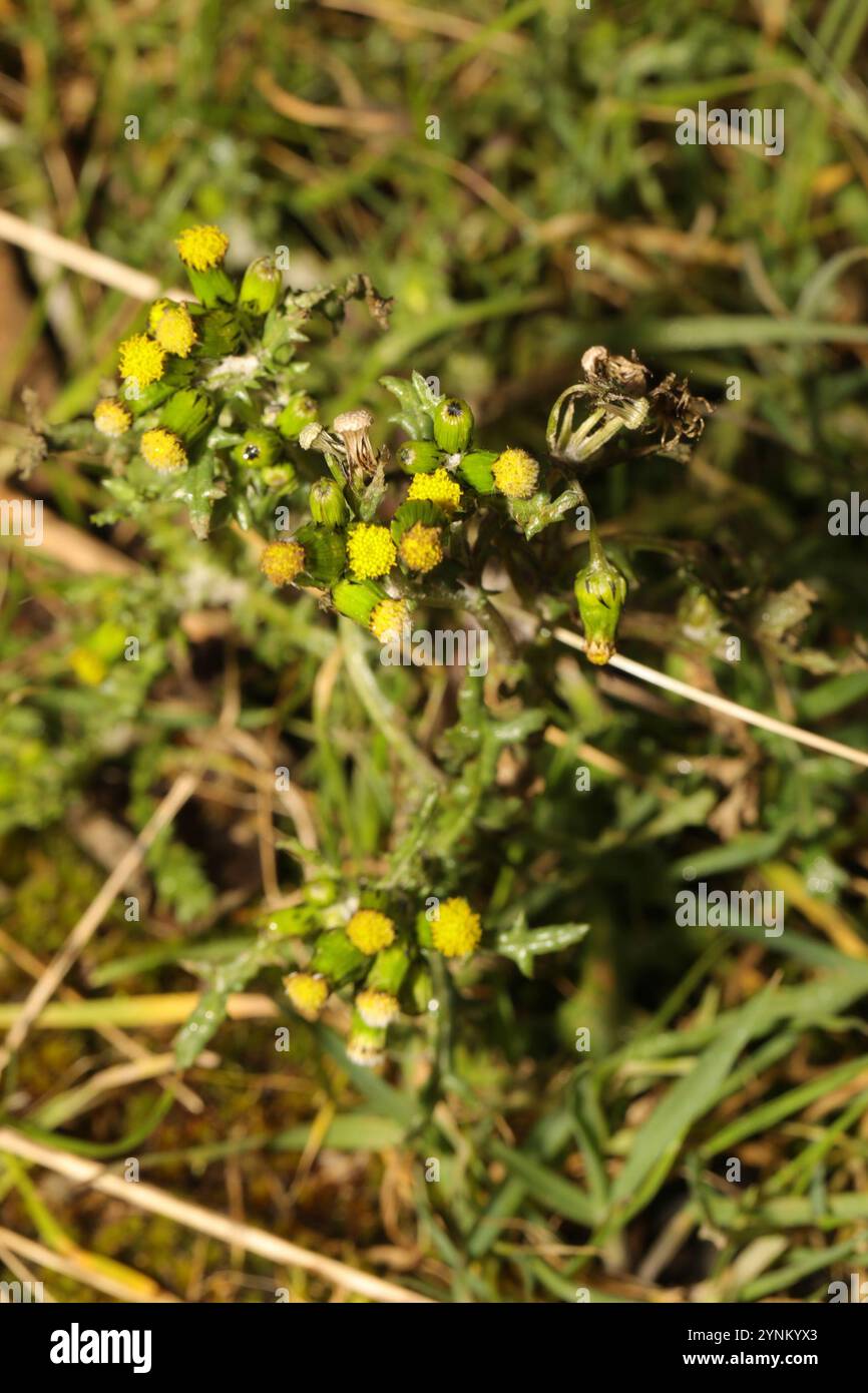 common groundsel (Senecio vulgaris Stock Photo - Alamy
