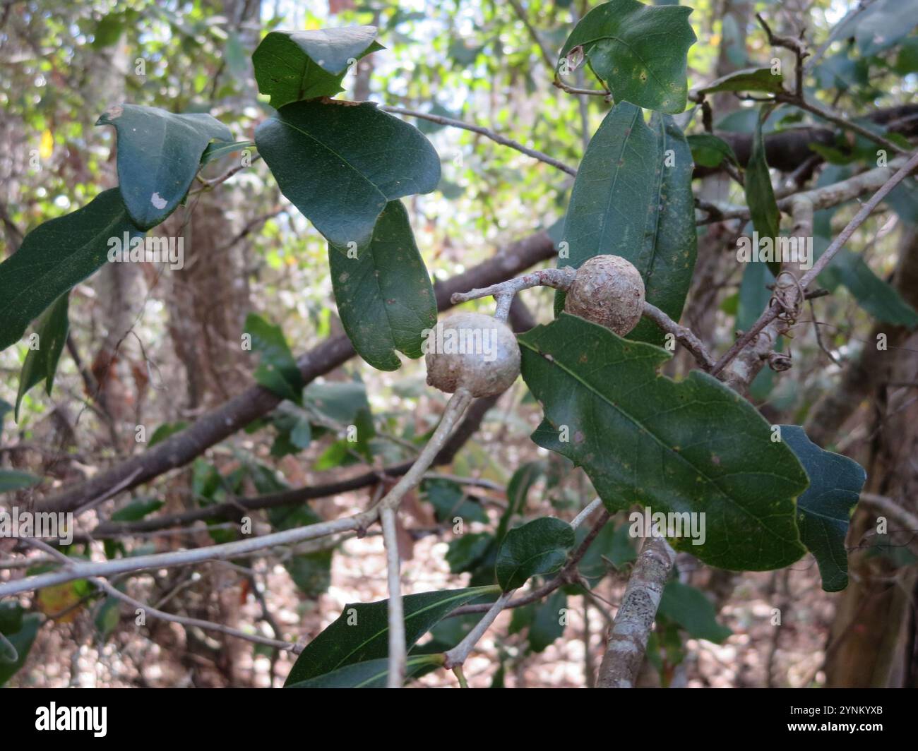 Southern Live Oak Stem Gall Wasp (Callirhytis quercusbatatoides Stock ...