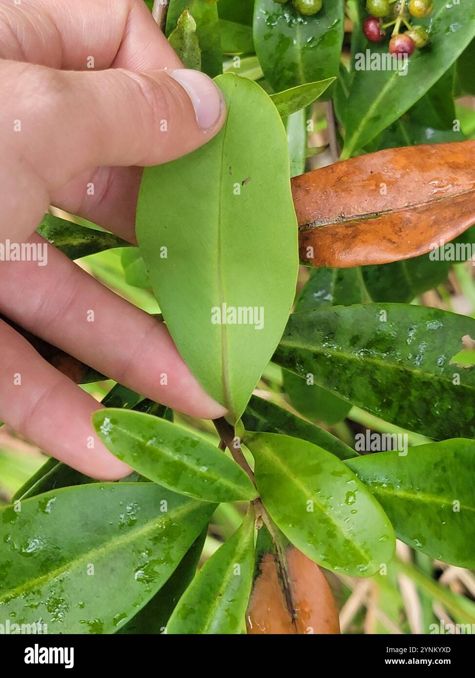 Marlberry hi-res stock photography and images - Alamy