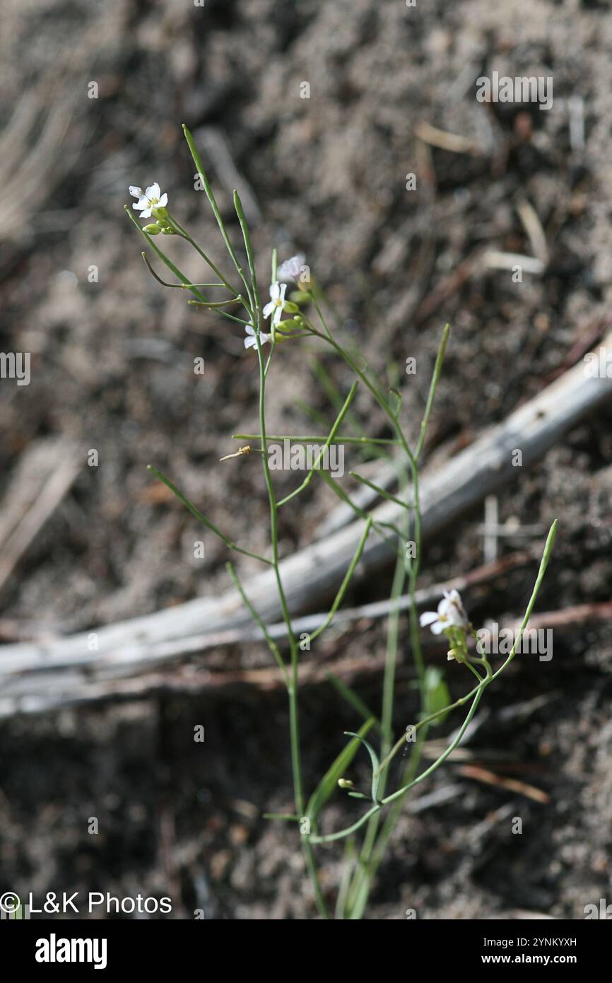 Arabidopsis lyrata hi-res stock photography and images - Alamy