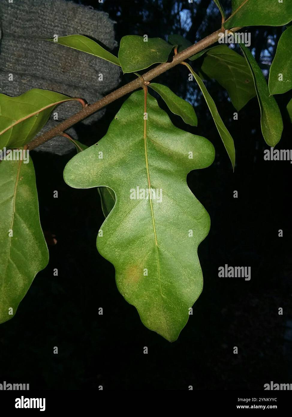 water oak (Quercus nigra Stock Photo - Alamy