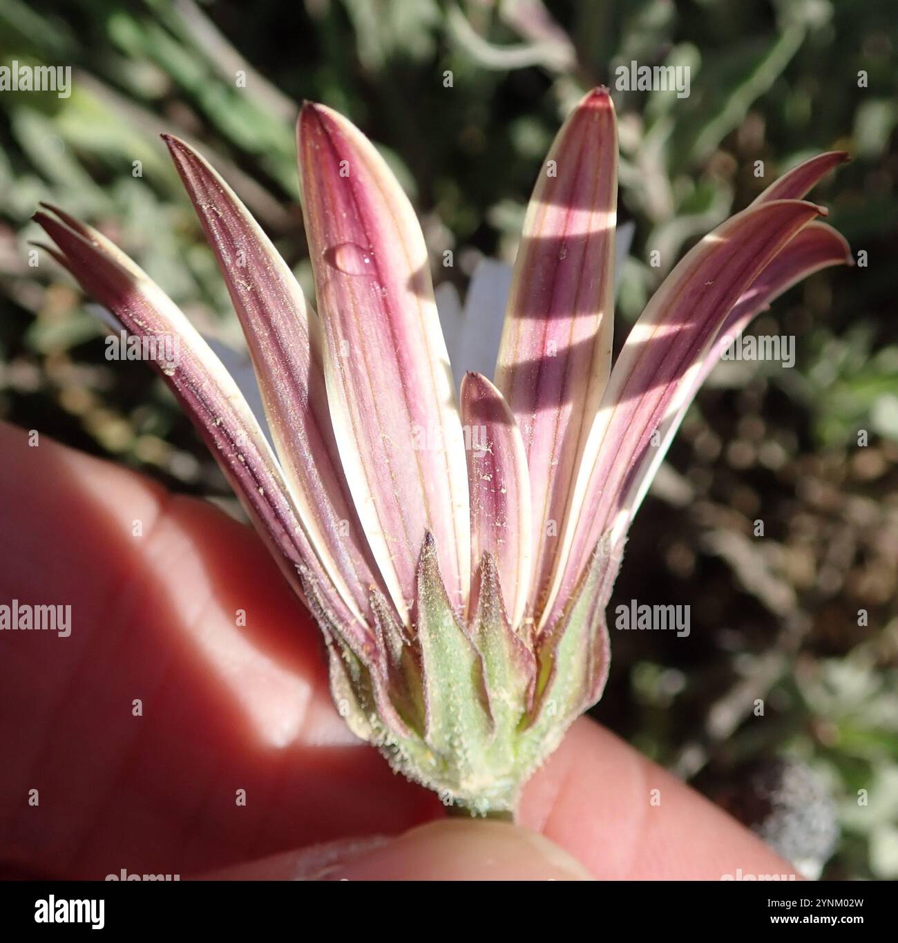African oxeye (Dimorphotheca nudicaulis Stock Photo - Alamy