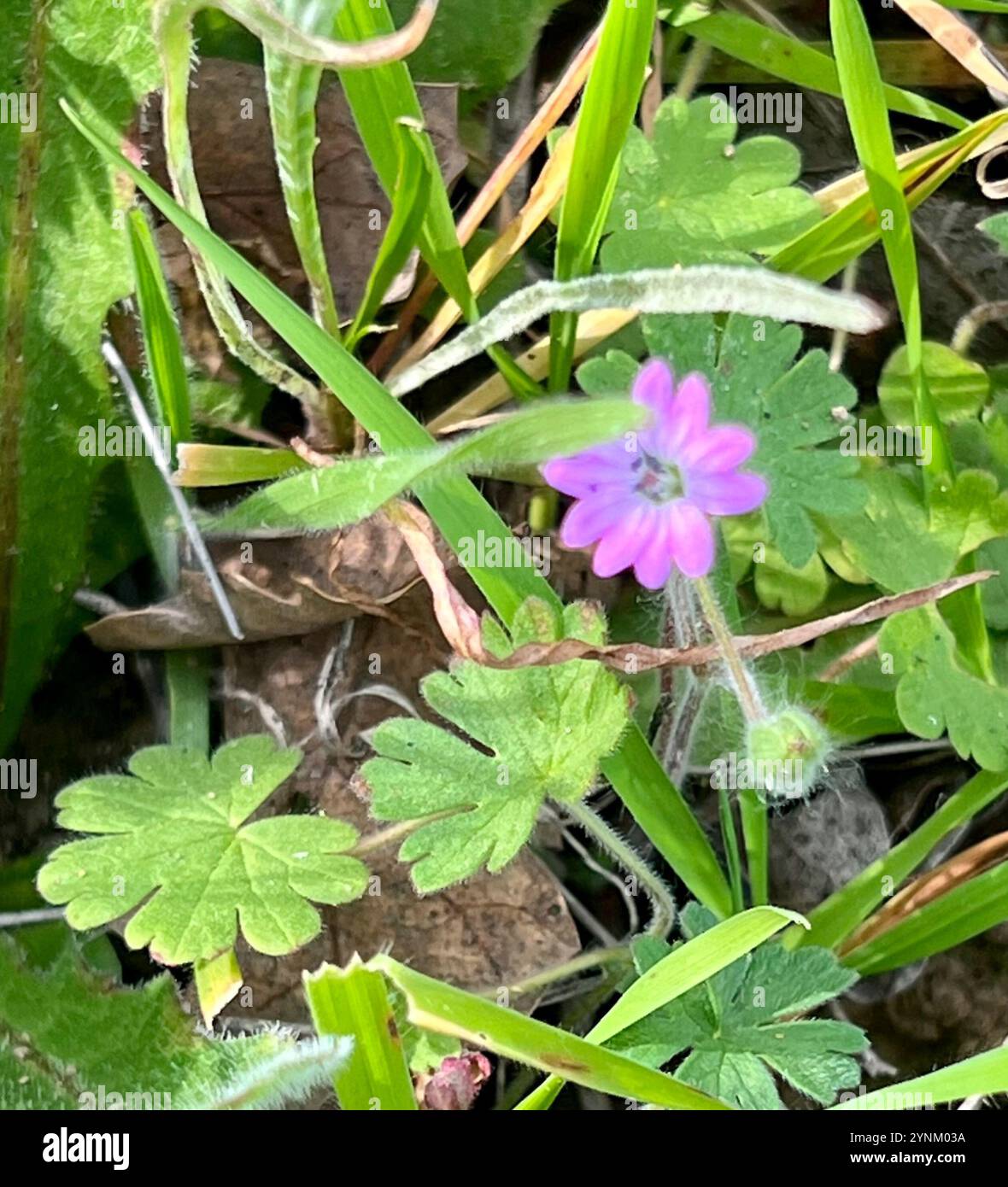 Dove's-foot crane's-bill (Geranium molle Stock Photo - Alamy