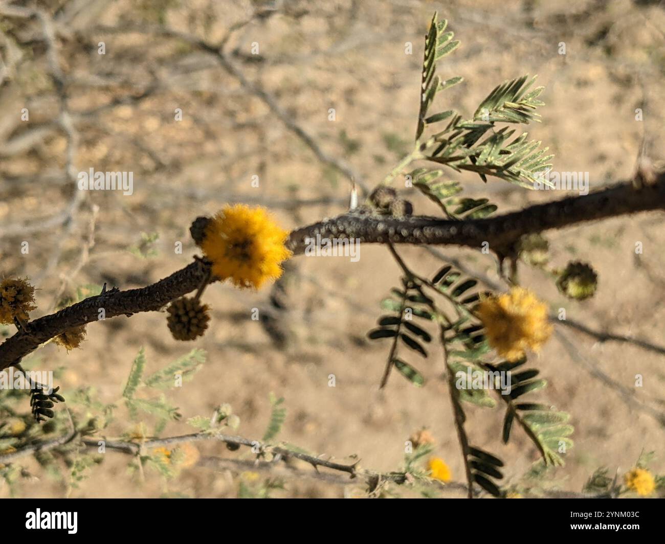 Sweet acacia (Vachellia farnesiana Stock Photo - Alamy