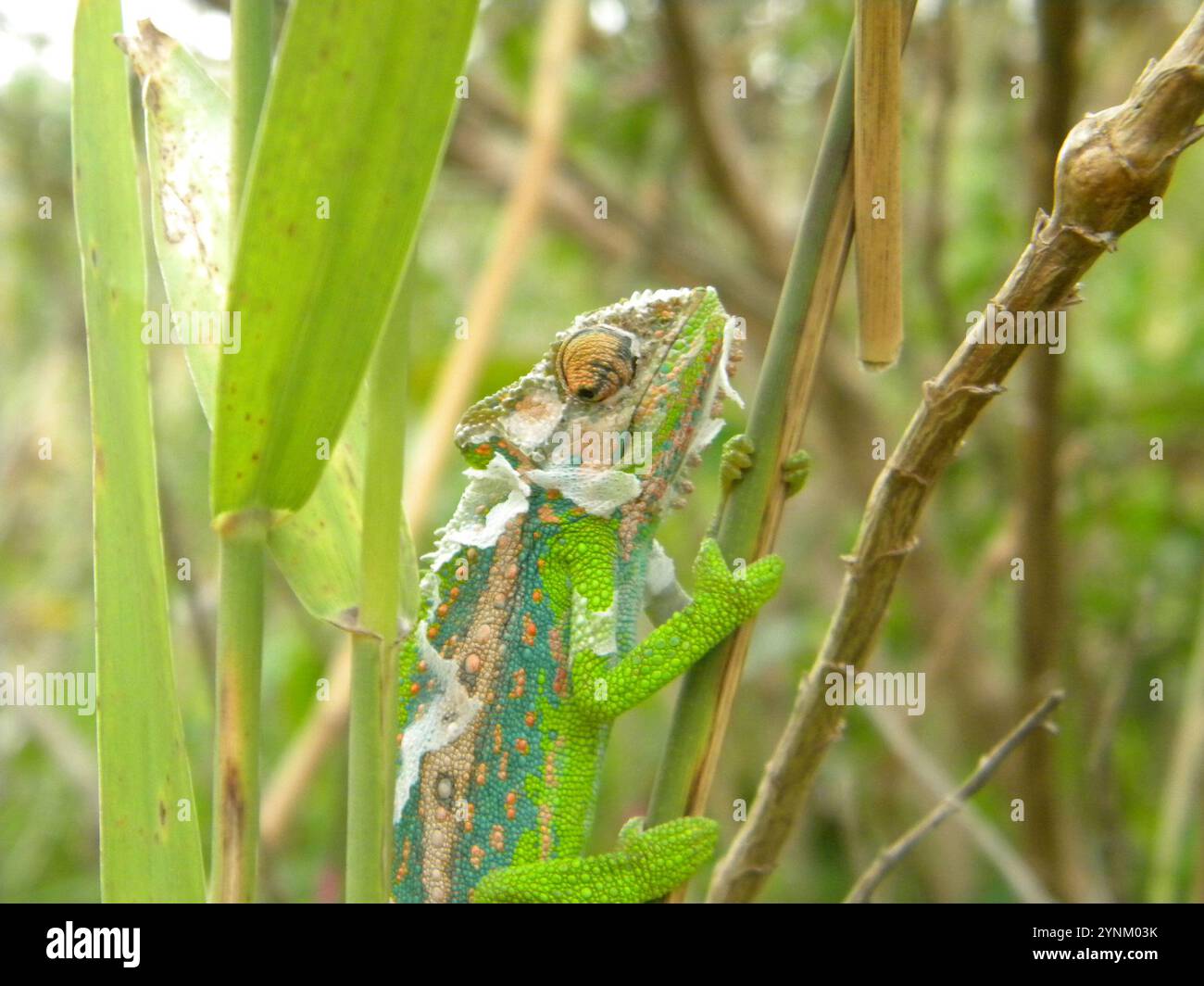Cape Dwarf Chameleon (Bradypodion pumilum Stock Photo - Alamy