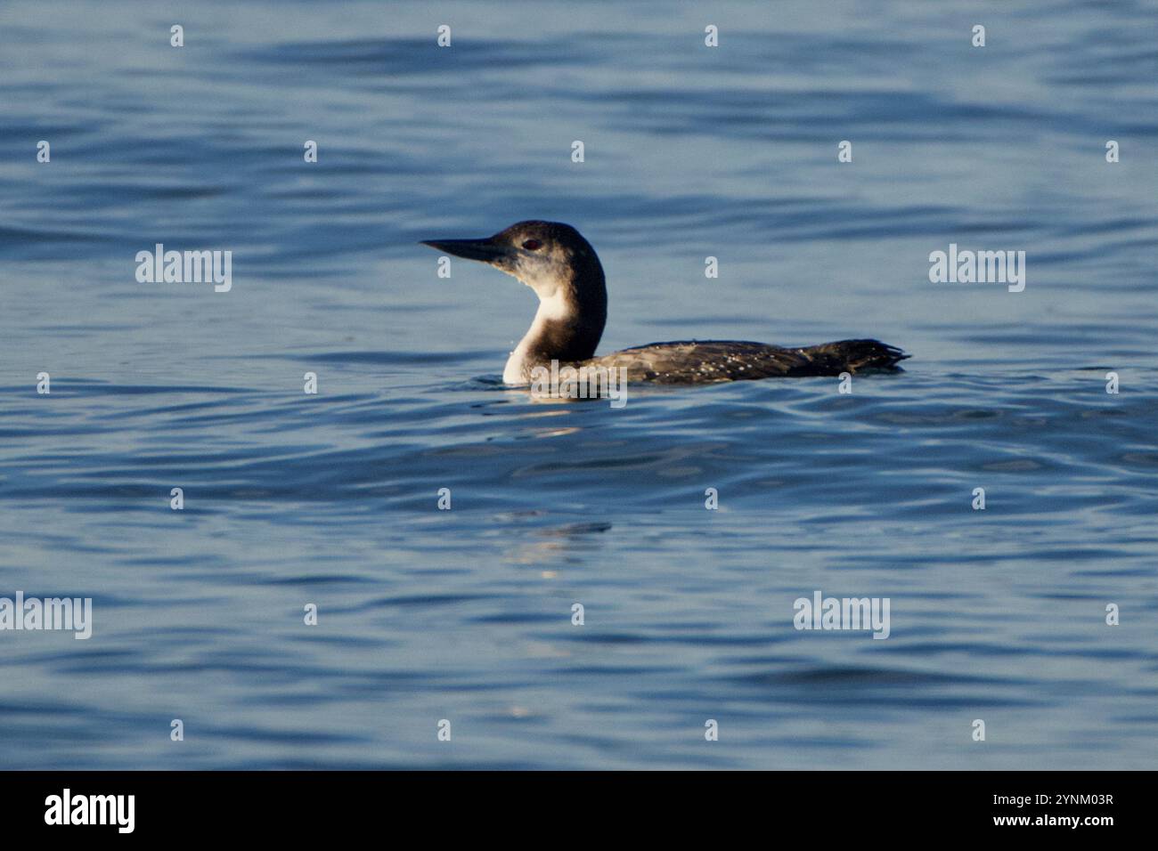 Common Loon (Gavia immer Stock Photo - Alamy