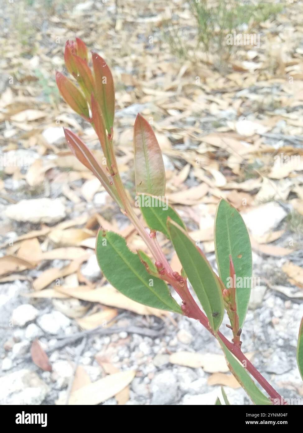 Myrtle Wattle (Acacia myrtifolia Stock Photo - Alamy