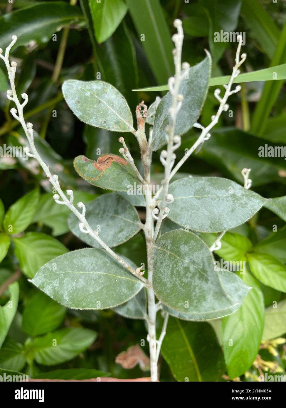 Queensland silver wattle (Acacia podalyriifolia Stock Photo - Alamy