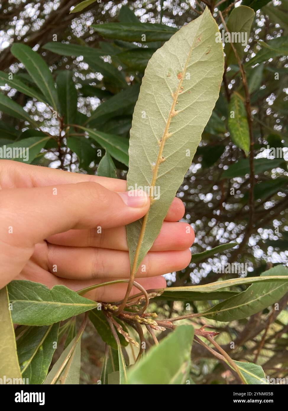 Hinau (Elaeocarpus dentatus Stock Photo - Alamy