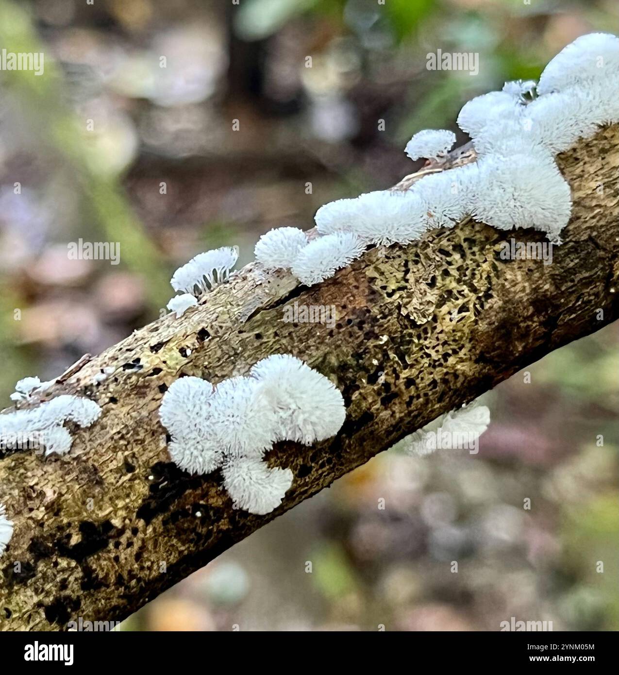 Honeycomb Coral Slime Mold (Ceratiomyxa fruticulosa Stock Photo - Alamy