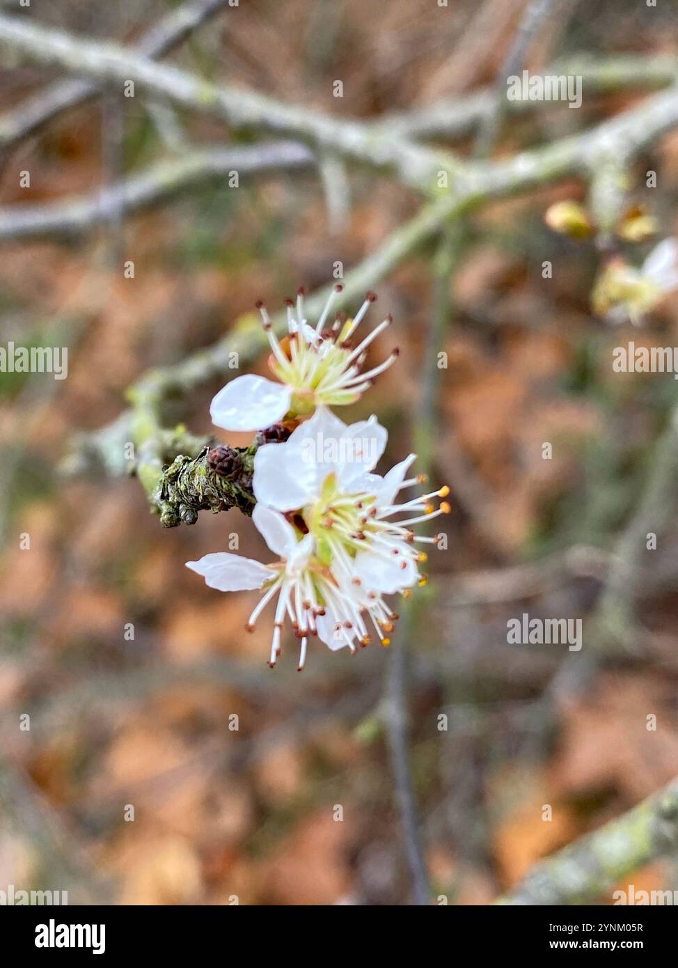 Chickasaw plum (Prunus angustifolia Stock Photo - Alamy
