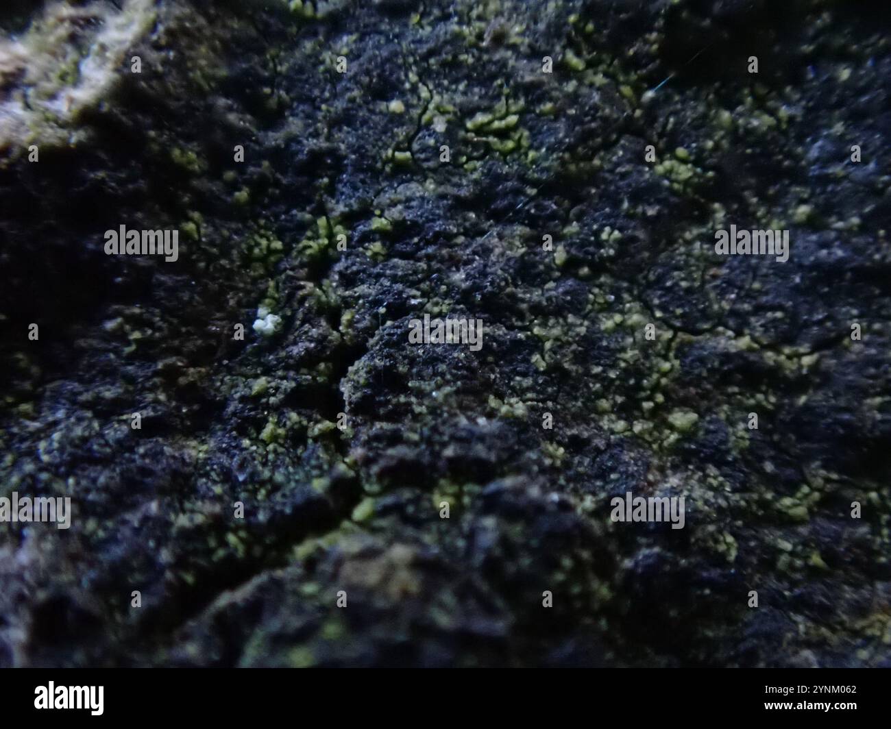 common lichens (Lecanoromycetes Stock Photo - Alamy