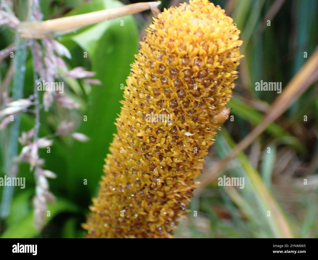 Ross Lily (Bulbinella rossii Stock Photo - Alamy