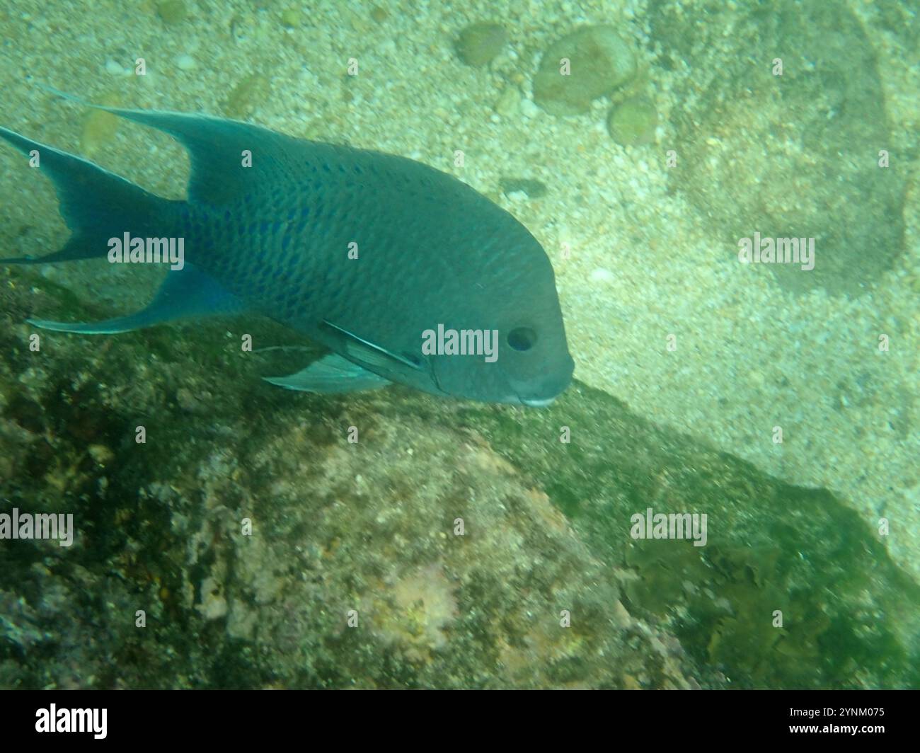 Giant damselfish microspathodon dorsalis hi-res stock photography and ...