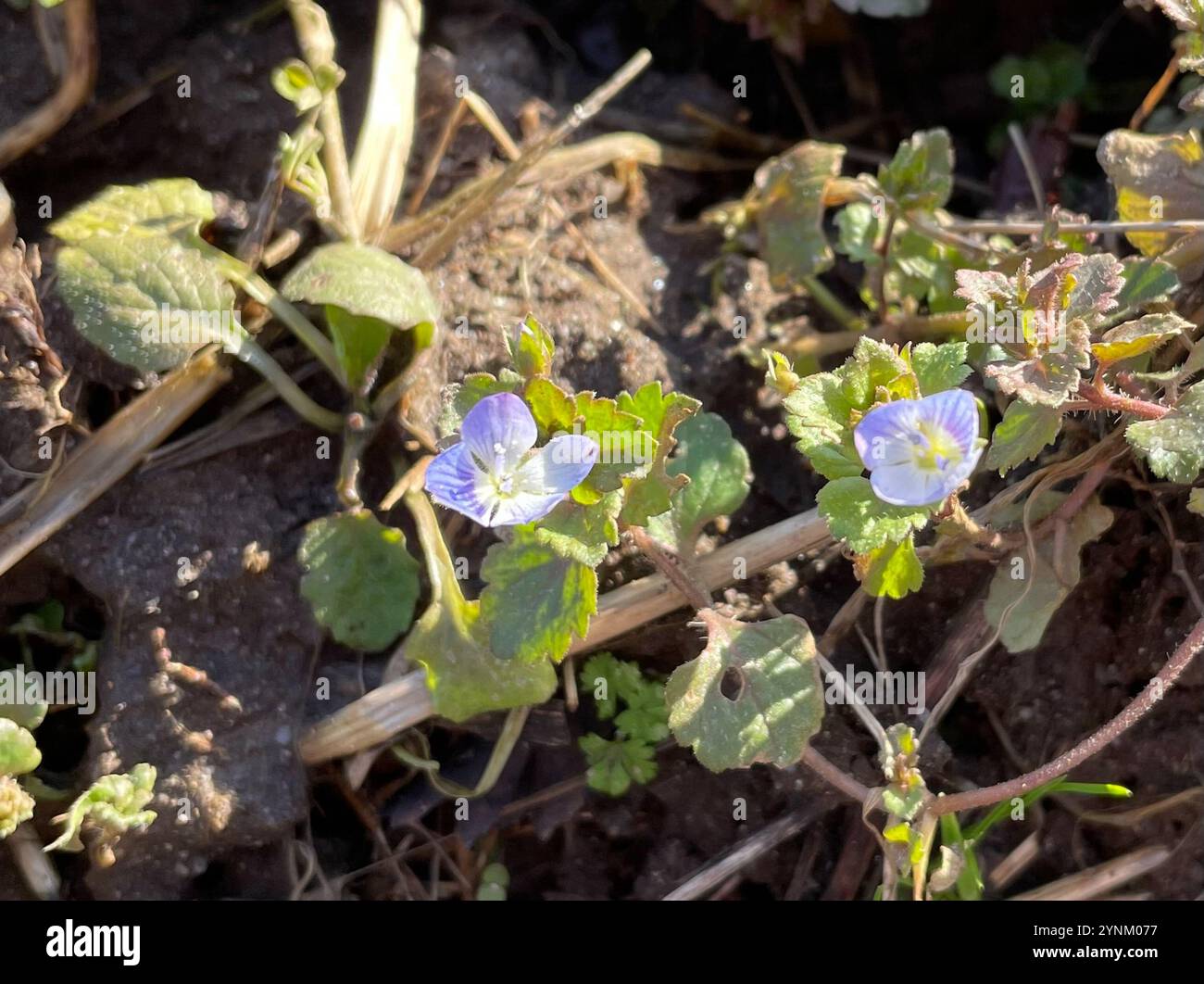 bird's-eye speedwell (Veronica persica Stock Photo - Alamy