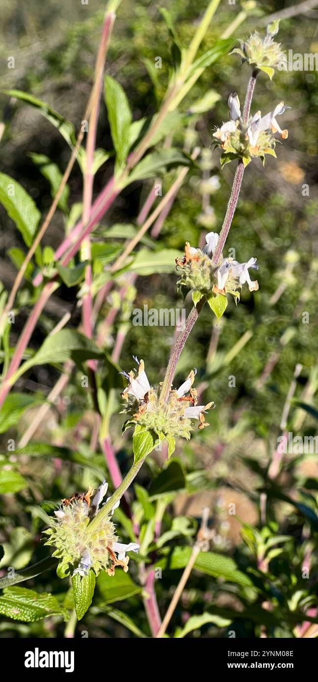 black sage (Salvia mellifera Stock Photo - Alamy