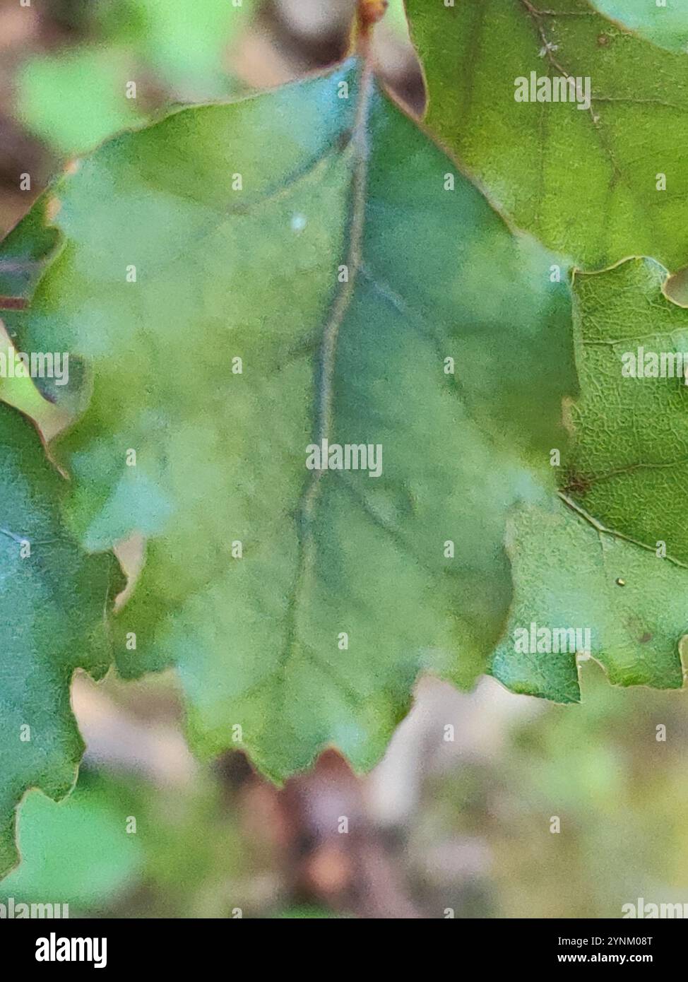 Red Beech (Nothofagus fusca Stock Photo - Alamy