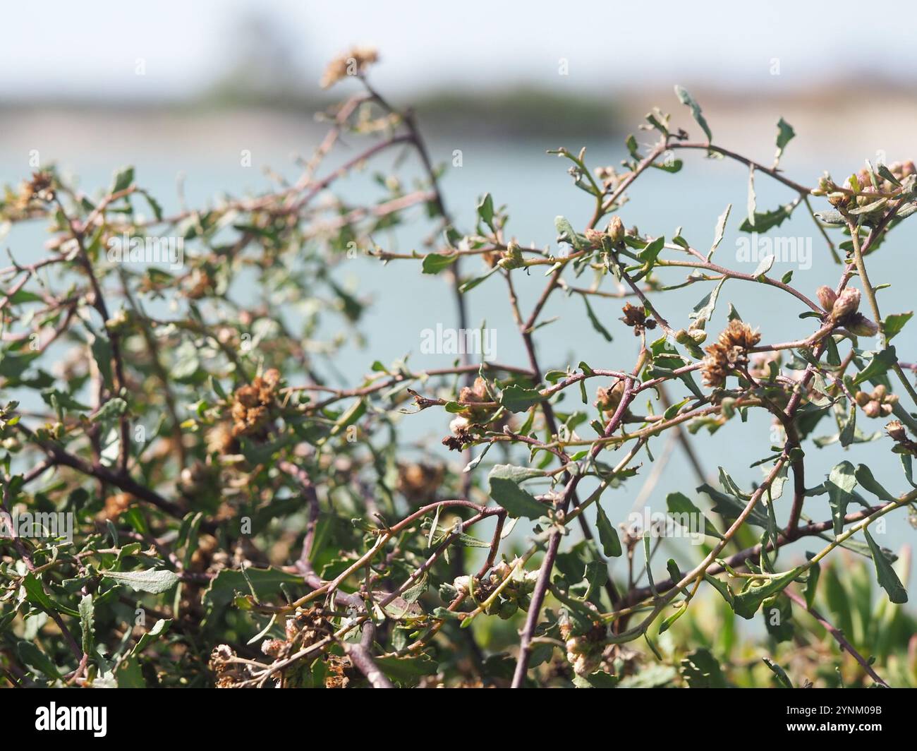 Pteropoda hi-res stock photography and images - Alamy