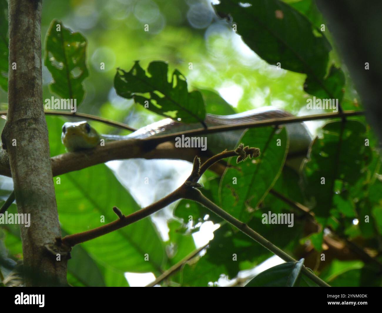 Spixii hi-res stock photography and images - Alamy