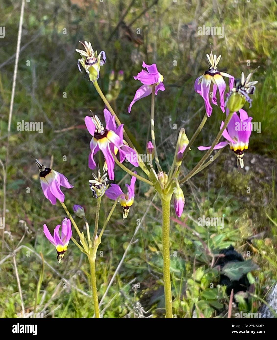 Padre's Shooting Star (Primula clevelandii Stock Photo - Alamy
