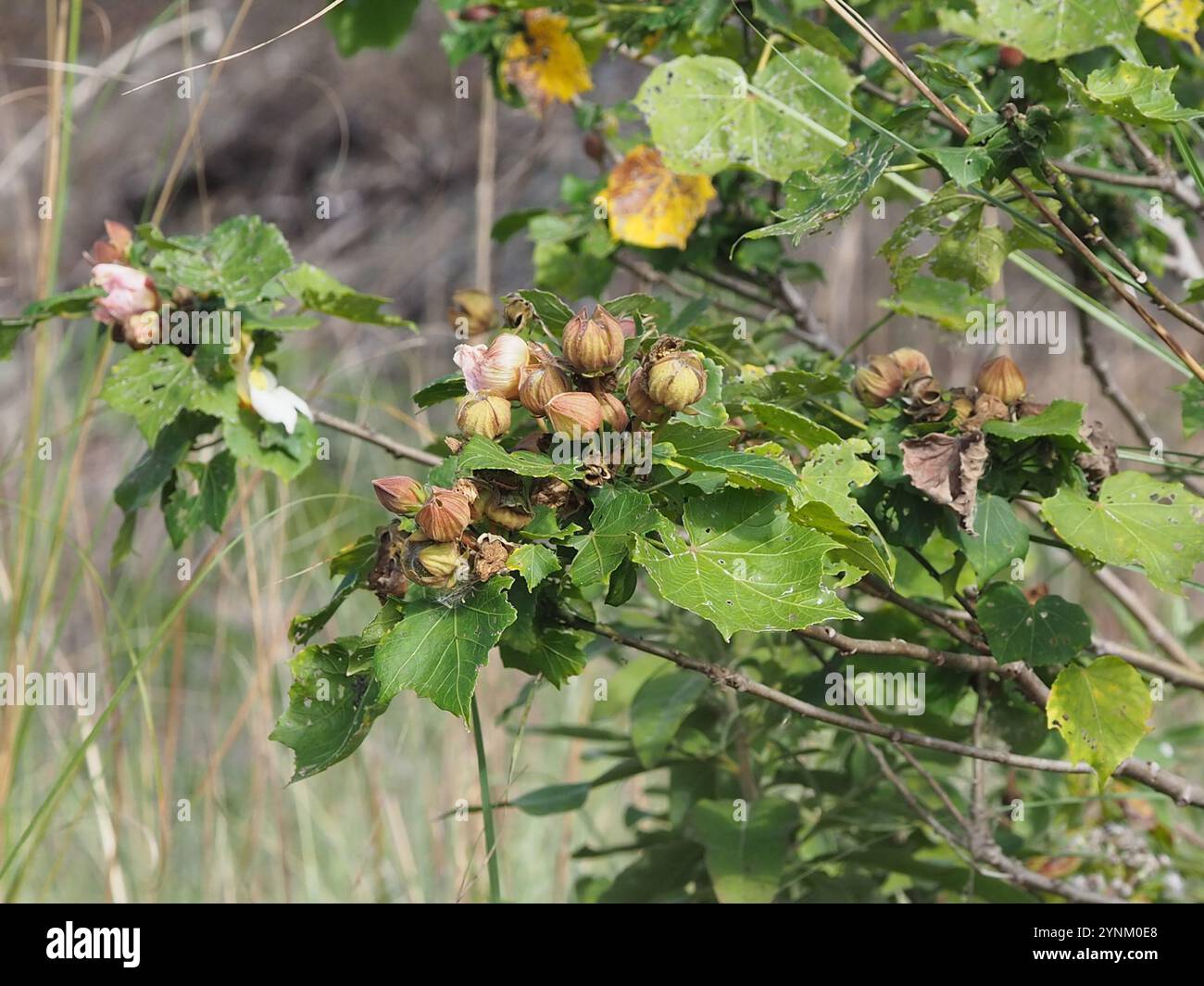 Taiwan cotton rose (Hibiscus taiwanensis Stock Photo - Alamy