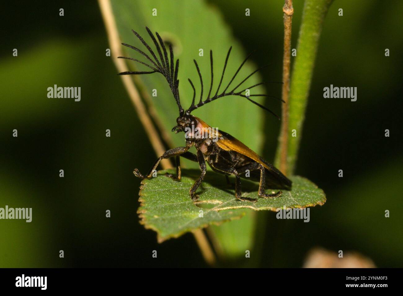 Ethra hi-res stock photography and images - Alamy
