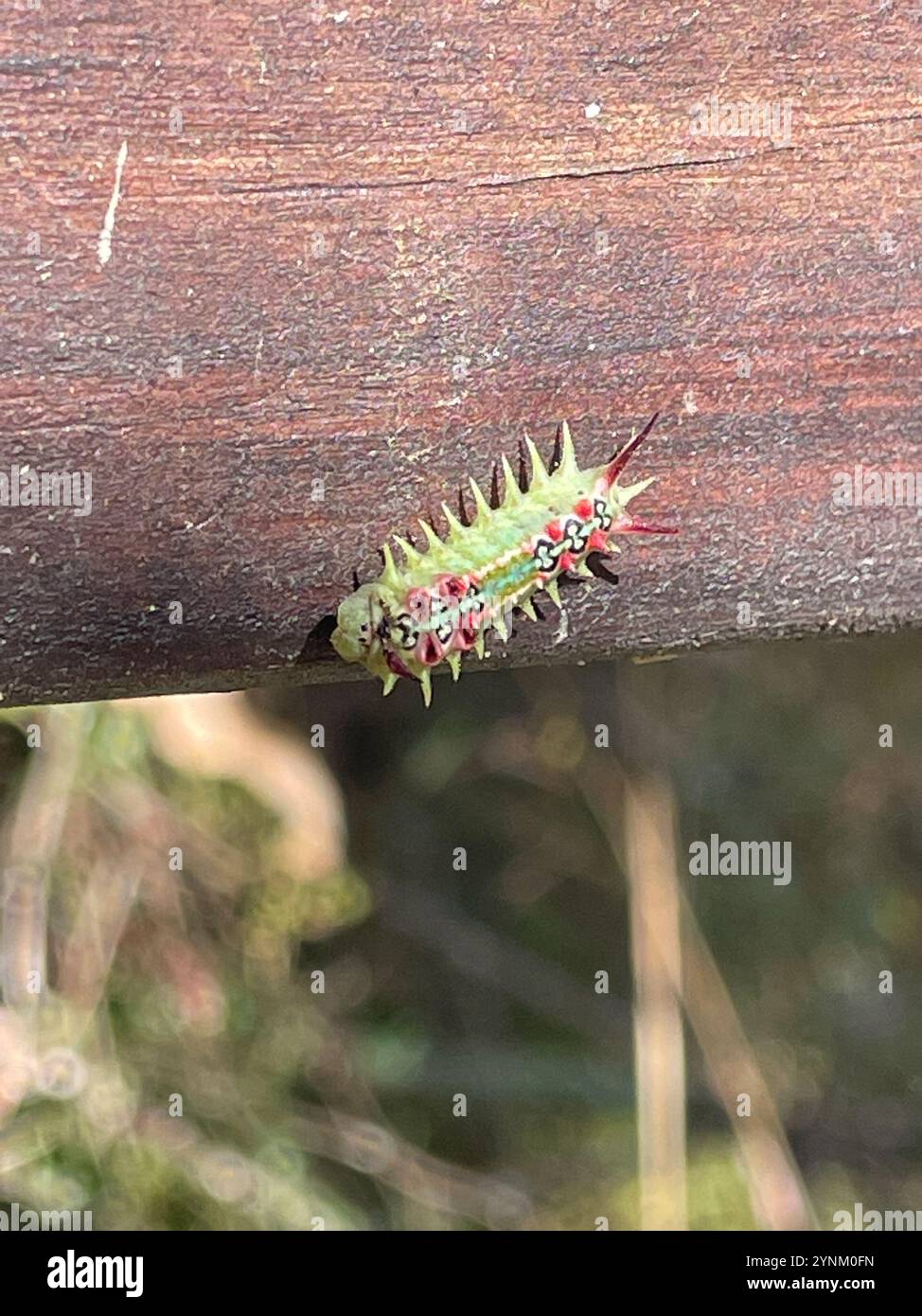 Four-spotted Cup Moth (Doratifera quadriguttata Stock Photo - Alamy
