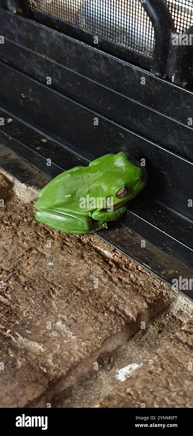 Australian Green Tree Frog (Ranoidea caerulea Stock Photo - Alamy