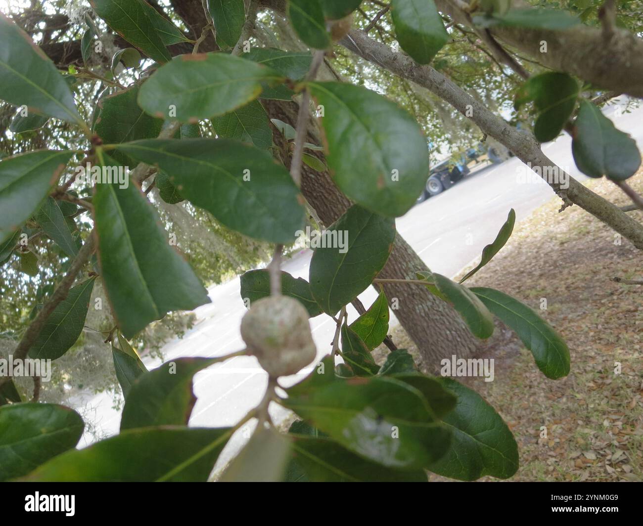 Southern Live Oak Stem Gall Wasp (Callirhytis quercusbatatoides Stock ...