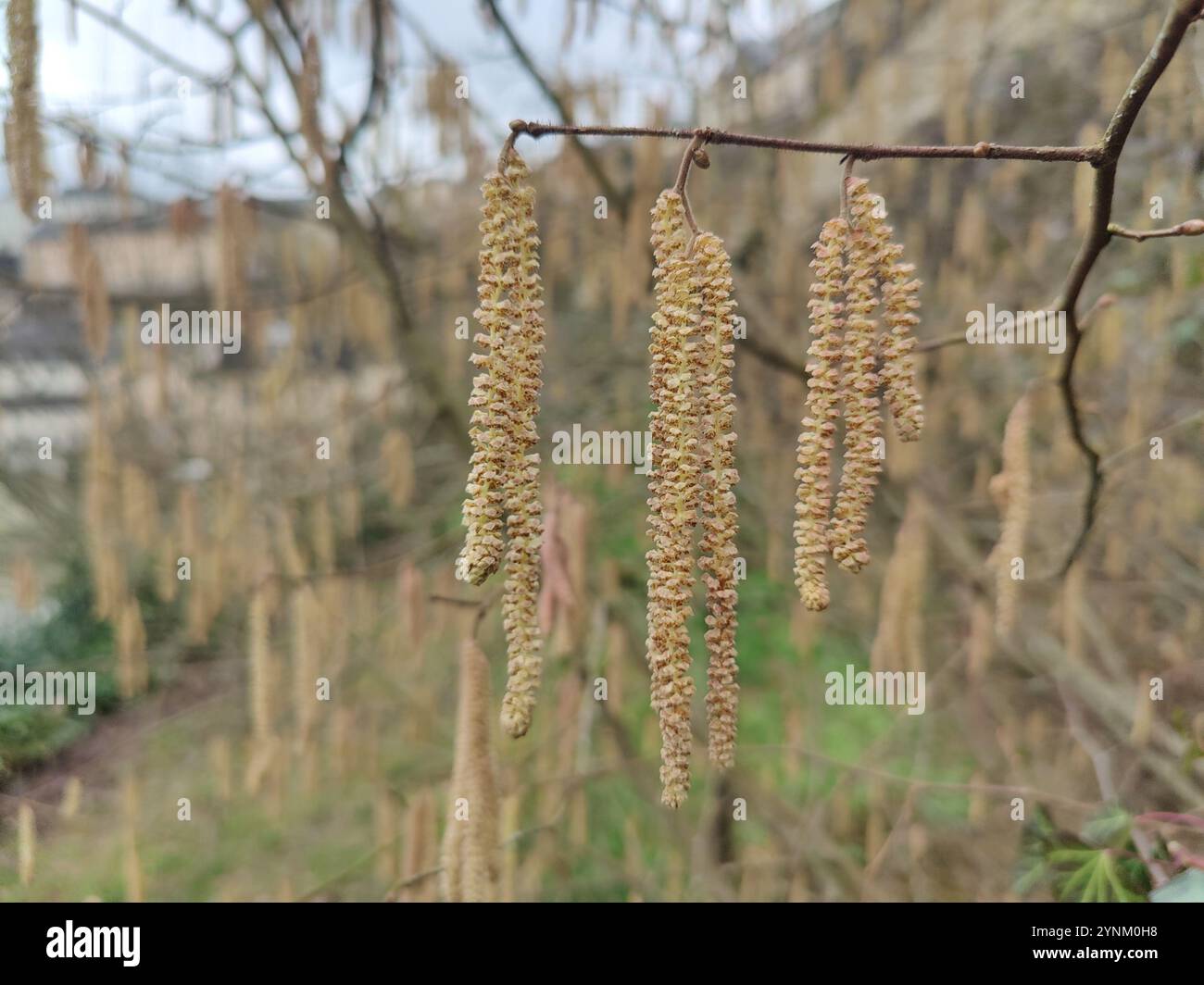 common hazel (Corylus avellana Stock Photo - Alamy