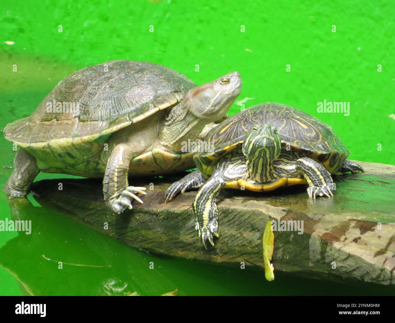 Pond Slider (Trachemys scripta Stock Photo - Alamy